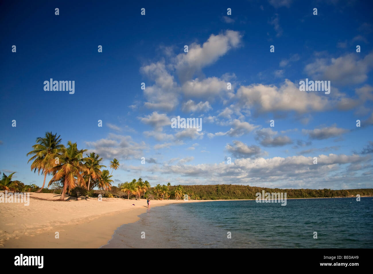 Usa, Caribbean, Puerto Rico, Vieques Island, Sun Bay Beach Stock Photo ...