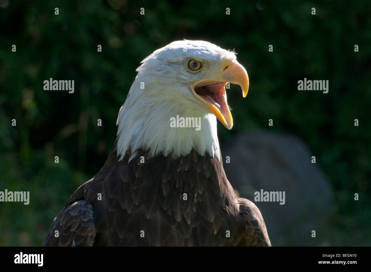 A screaming Bald Eagle Stock Photo - Alamy