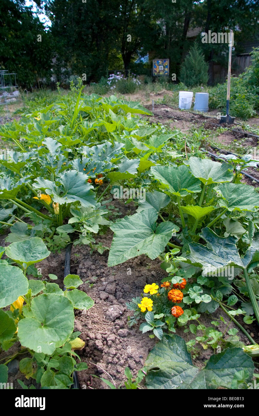 Marigolds used as natural insect repellant in vegetable garden in Boise ...