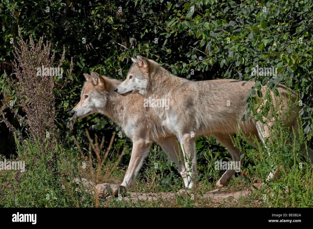 A pair of Timber Wolves Stock Photo - Alamy