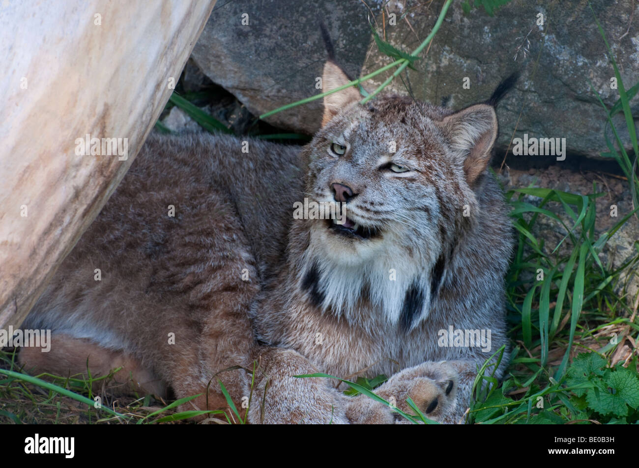 A Canadian Lynx resting Stock Photo - Alamy