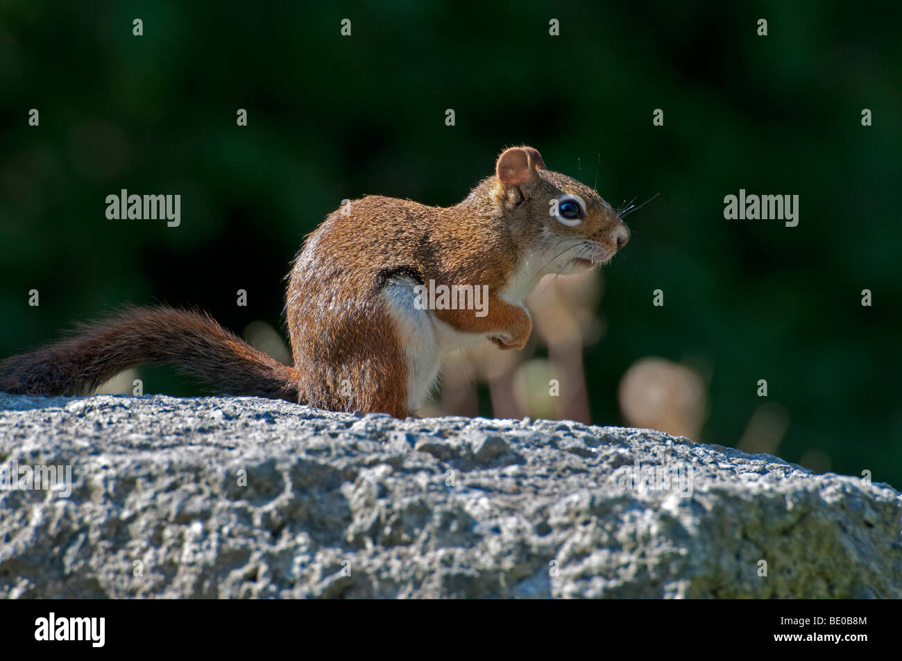 American red squirrel hi-res stock photography and images - Alamy