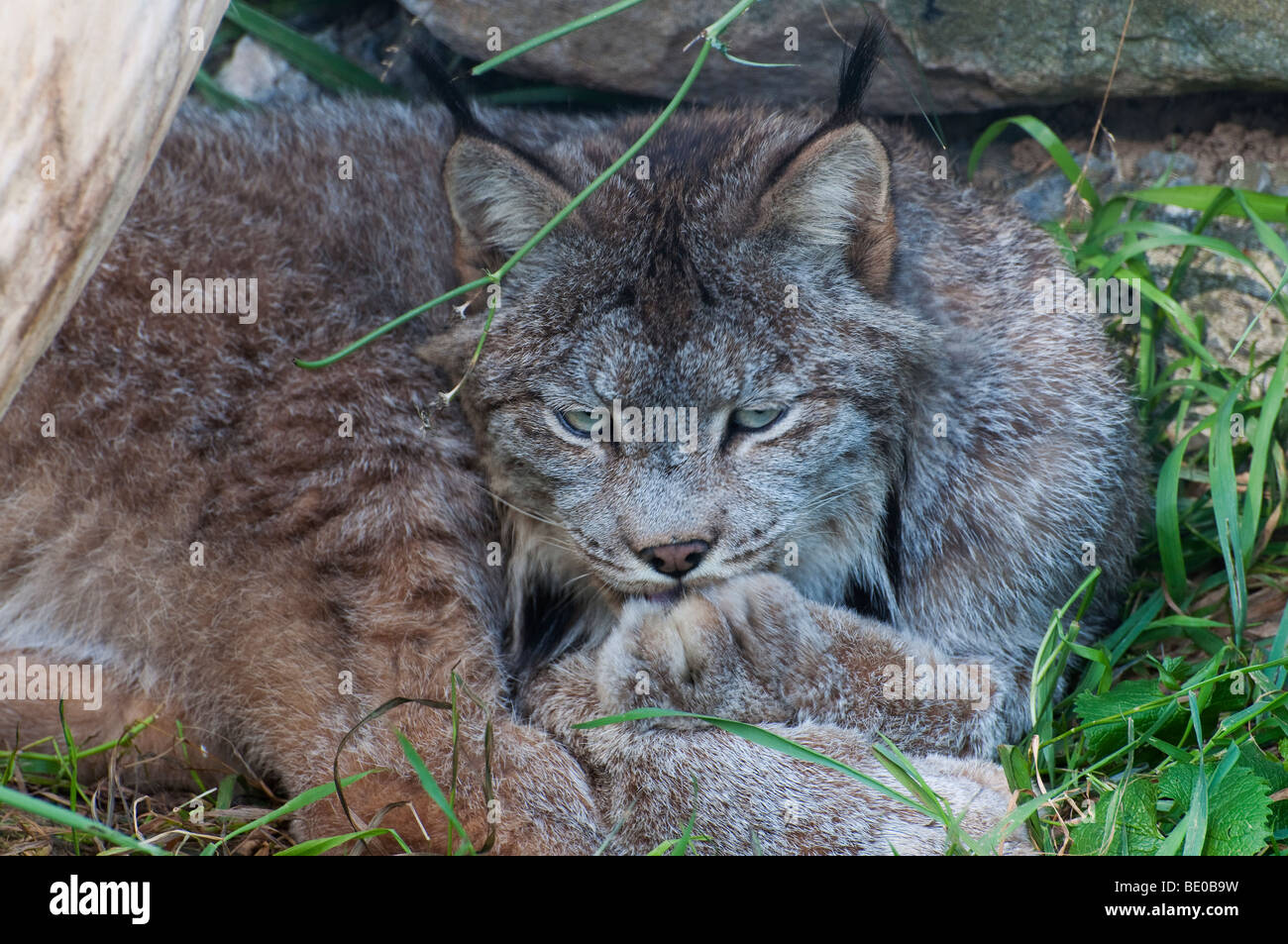 A Canadian Lynx grooming Stock Photo - Alamy