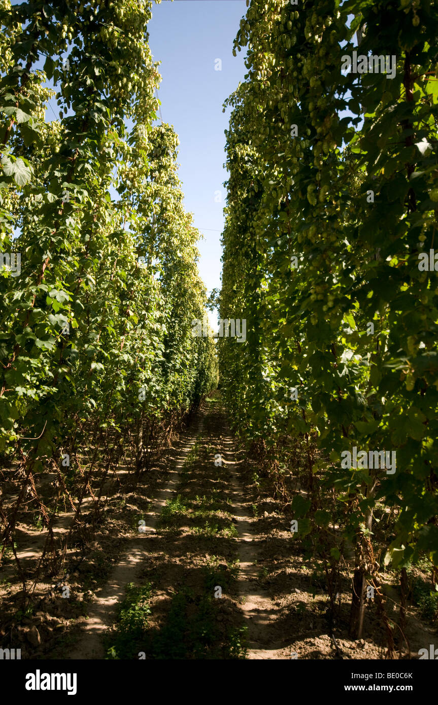 Kent Hop Garden Stock Photo - Alamy