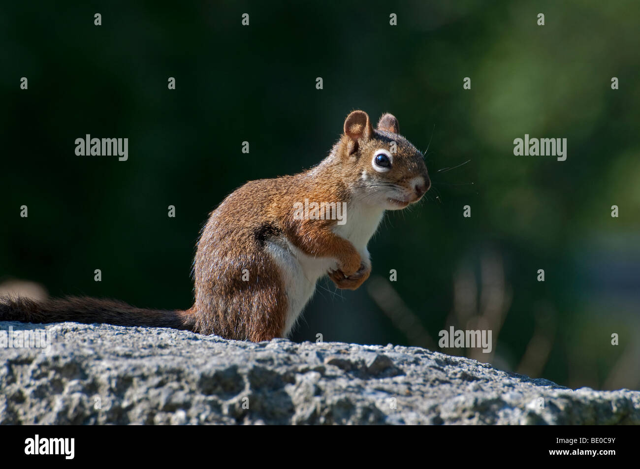 American red squirrel hi-res stock photography and images - Alamy