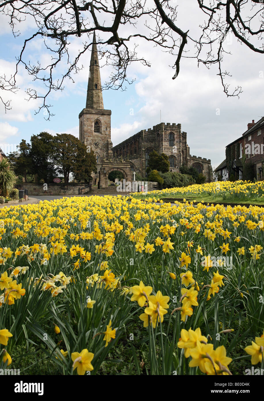 Spring Daffodils on the Village Green with the church at Astbury ...