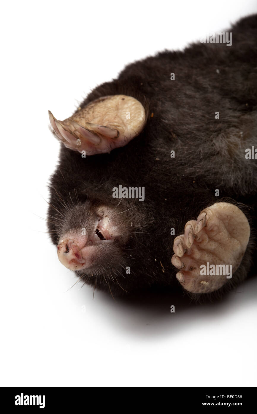 Mole hi-res stock photography and images - Alamy