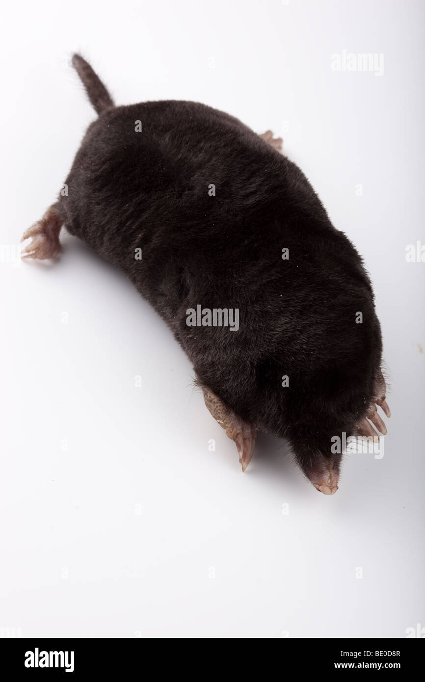 Common mole hi-res stock photography and images - Alamy