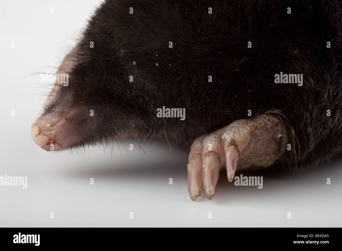 The European mole on a white background, separately Stock Photo - Alamy