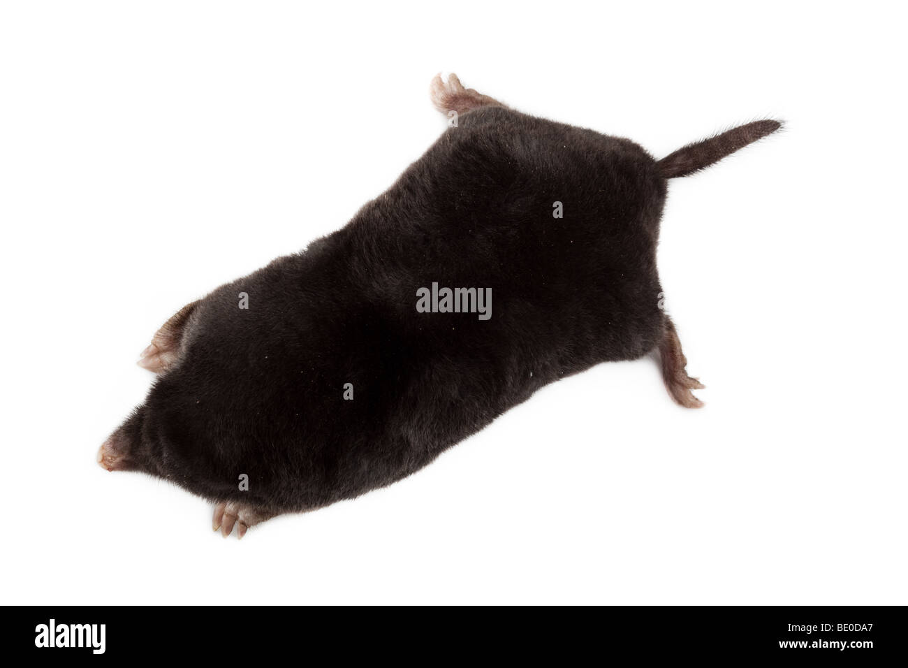 Soricomorpha hi-res stock photography and images - Alamy