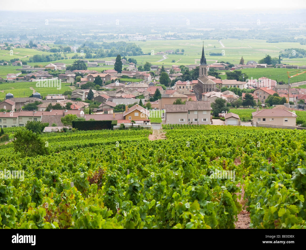 Vineyard with the village hi-res stock photography and images - Alamy