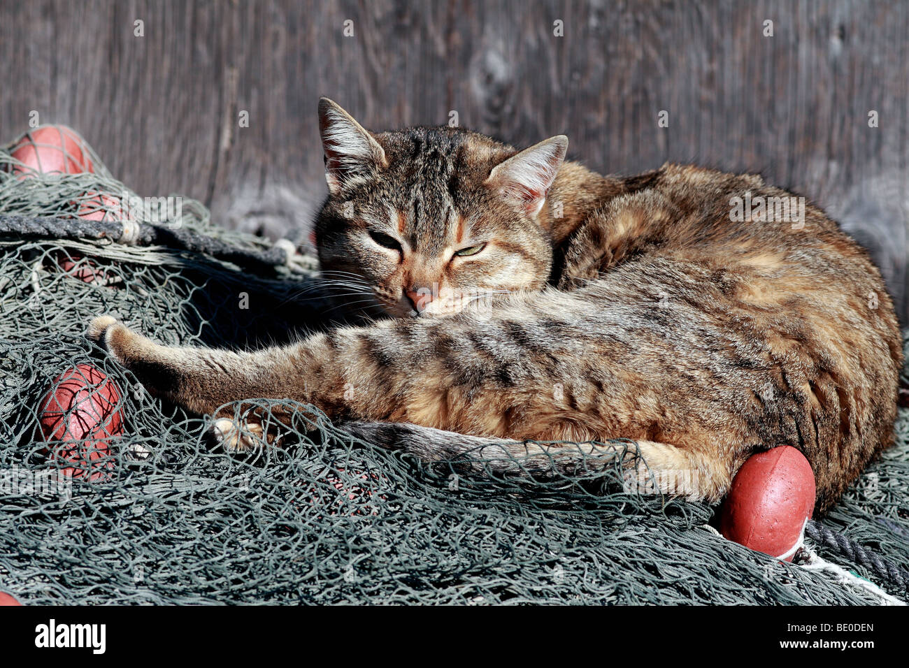 Cat net hi-res stock photography and images - Alamy