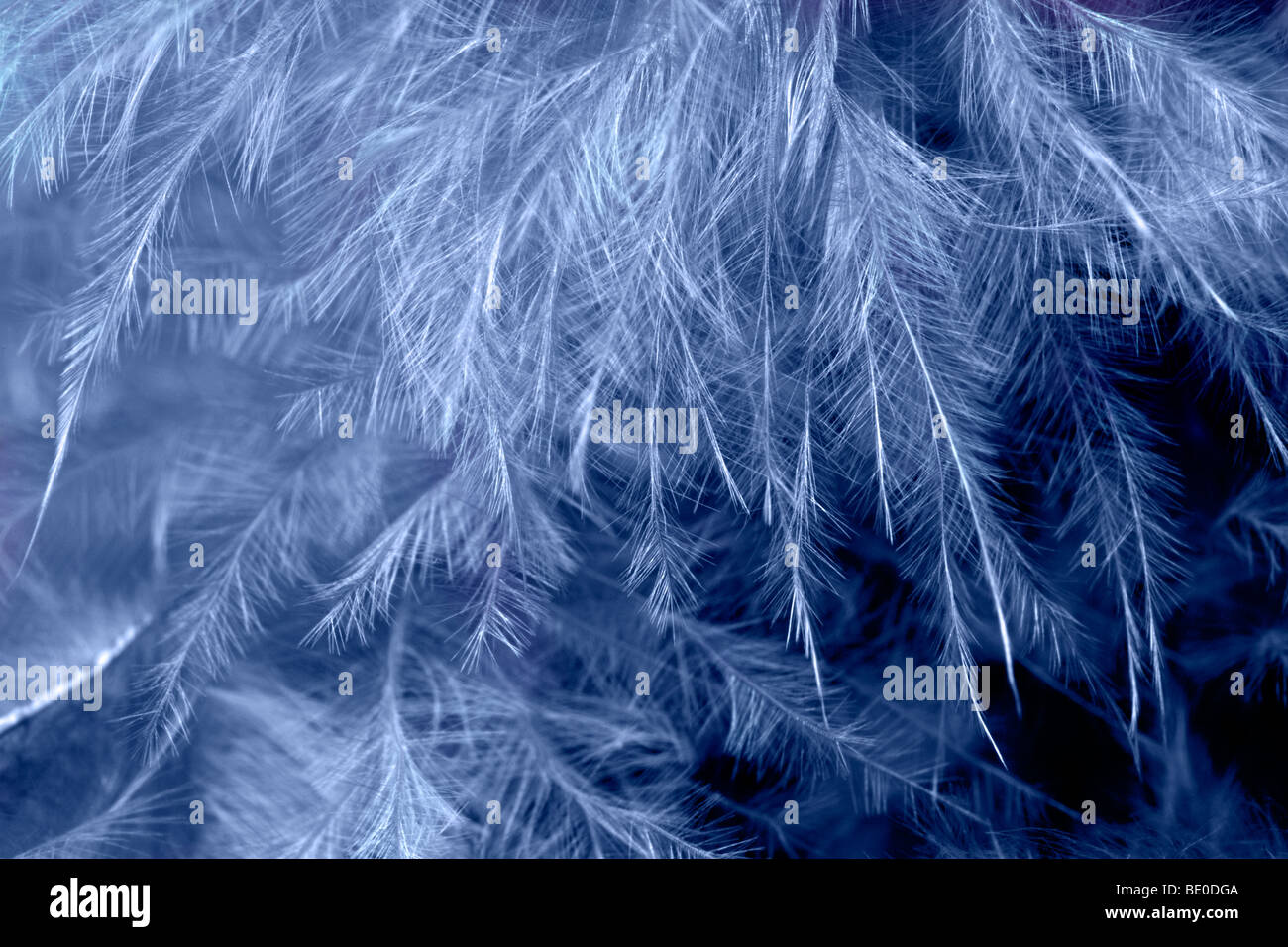 Feather filament hi-res stock photography and images - Alamy
