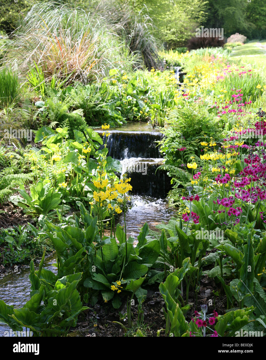 Candelabra primulas primula hi-res stock photography and images - Alamy