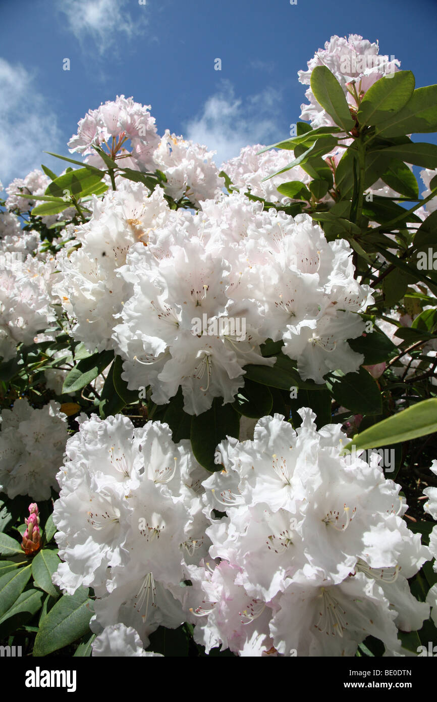 White Rhododendron flowers Stock Photo - Alamy