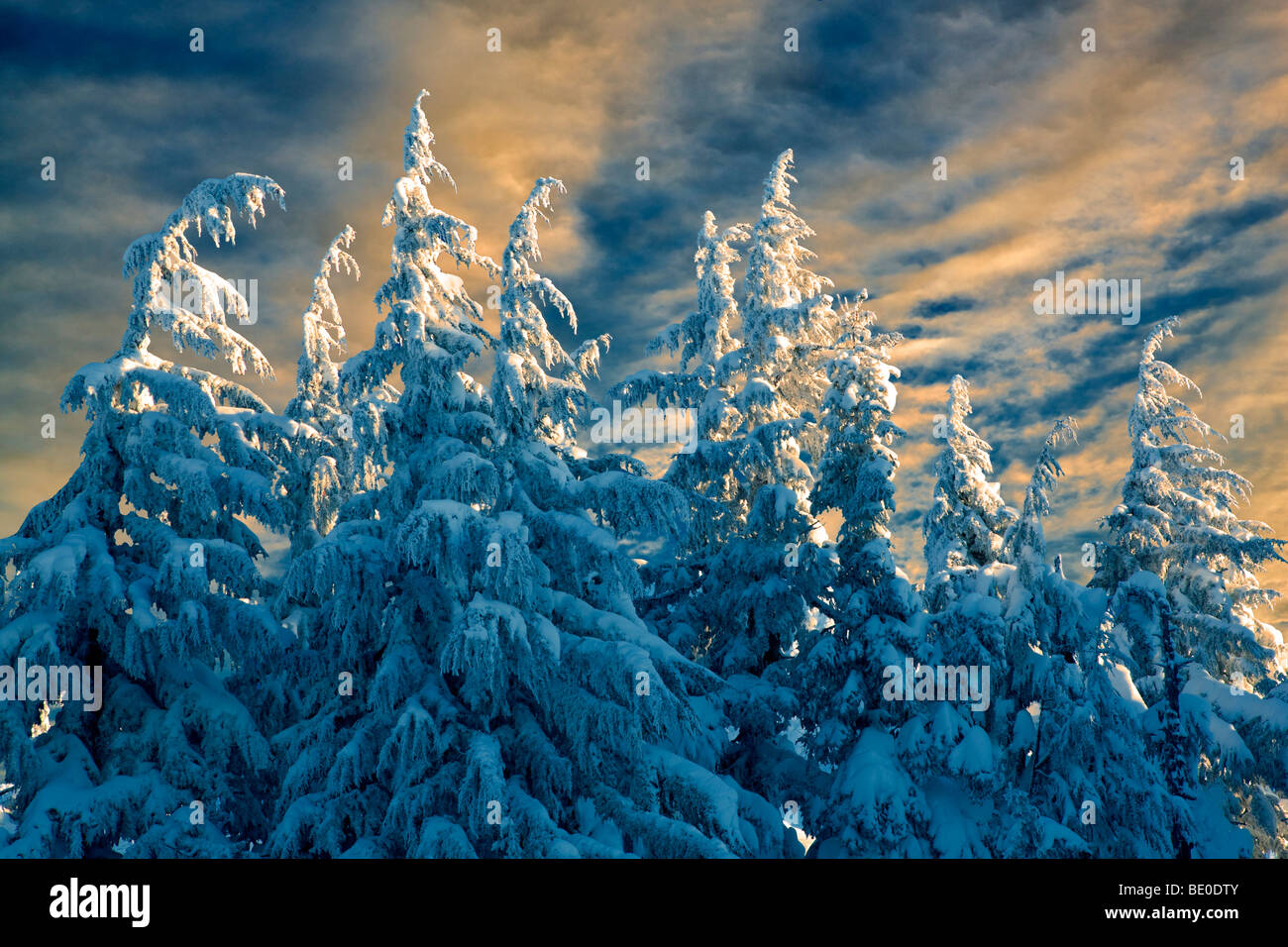 Oregon trees hi-res stock photography and images - Alamy