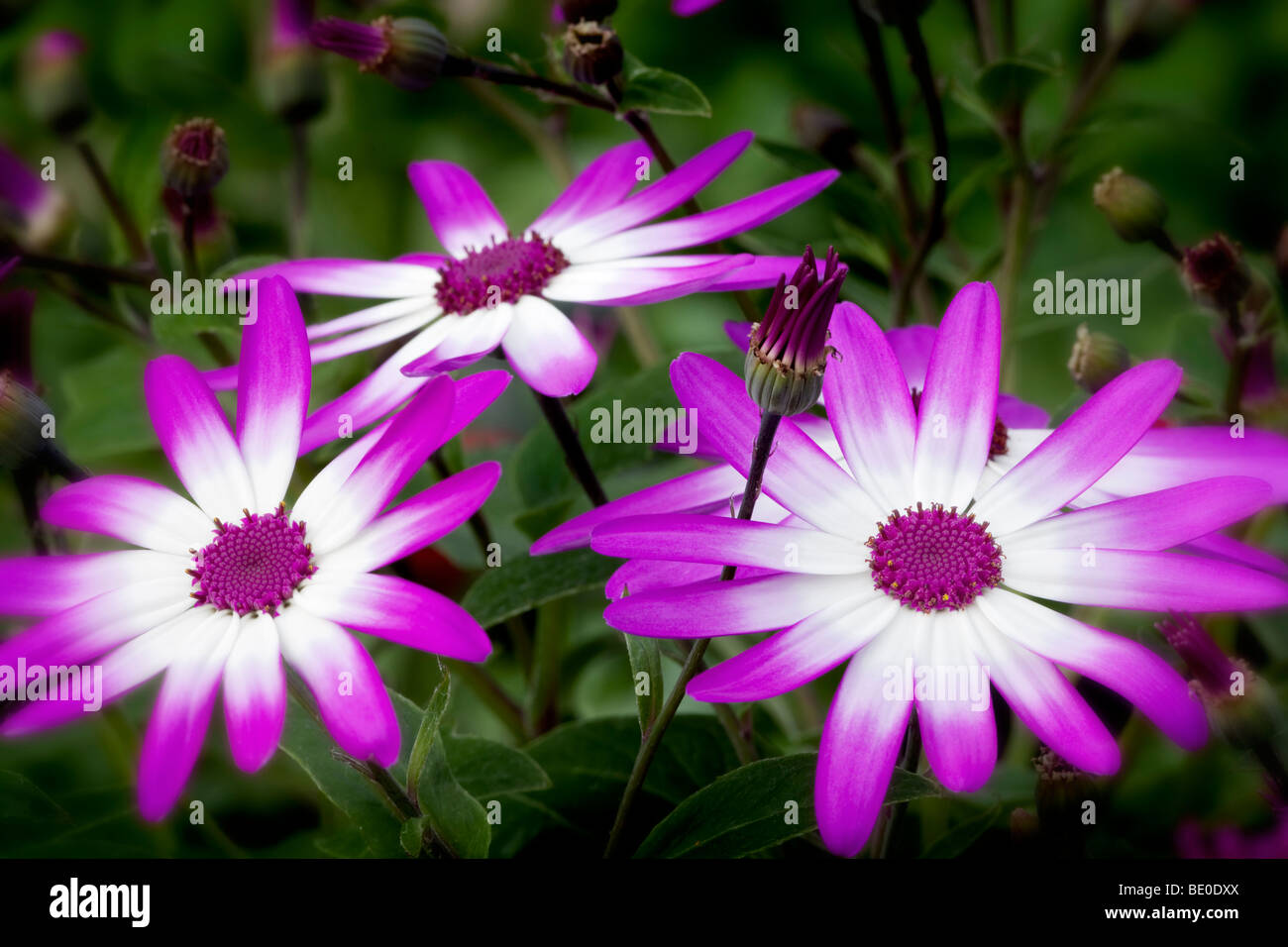 Senetti Stock Photos & Senetti Stock Images - Alamy