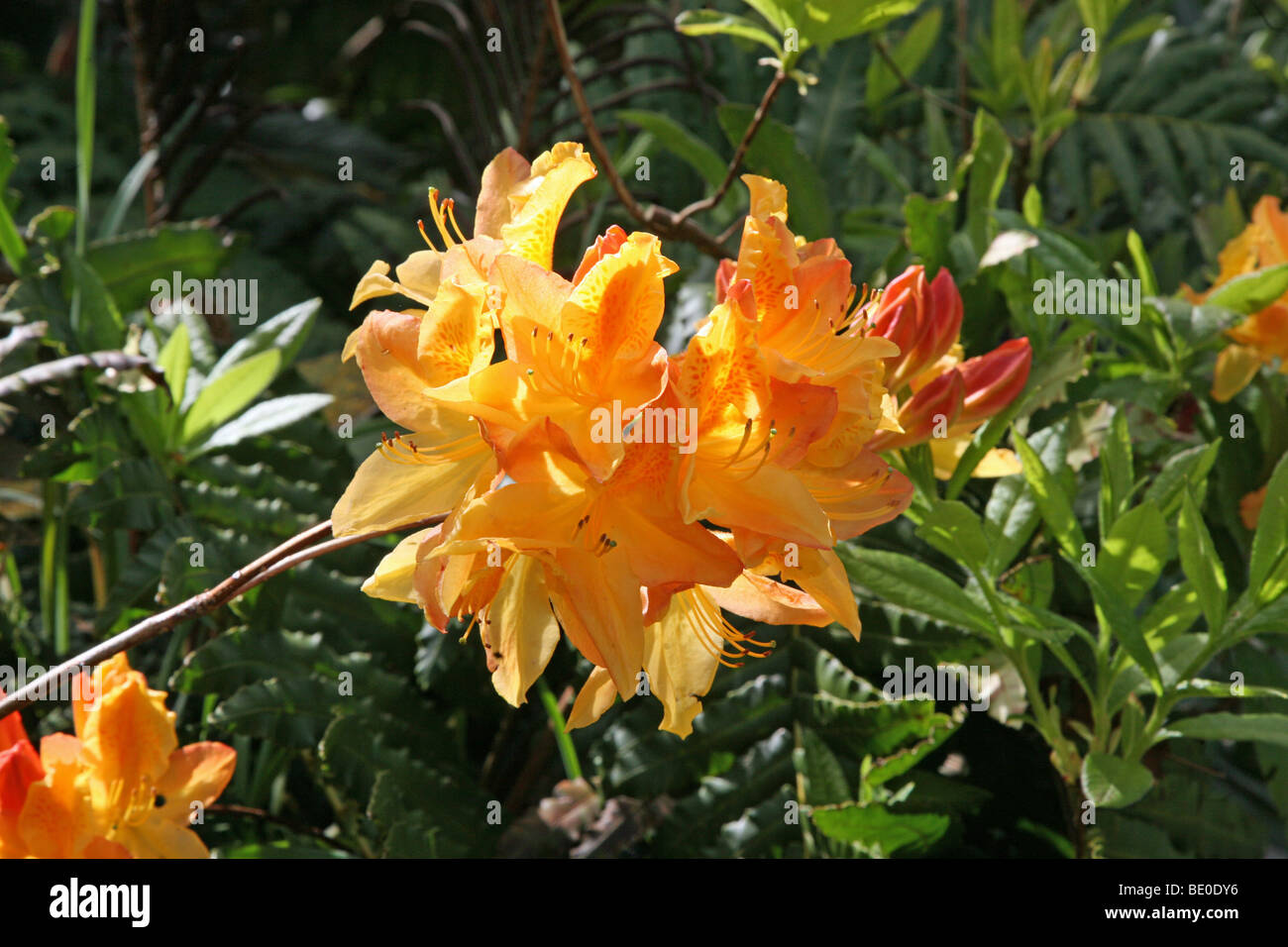 Orange Rhododendron flowers Stock Photo - Alamy