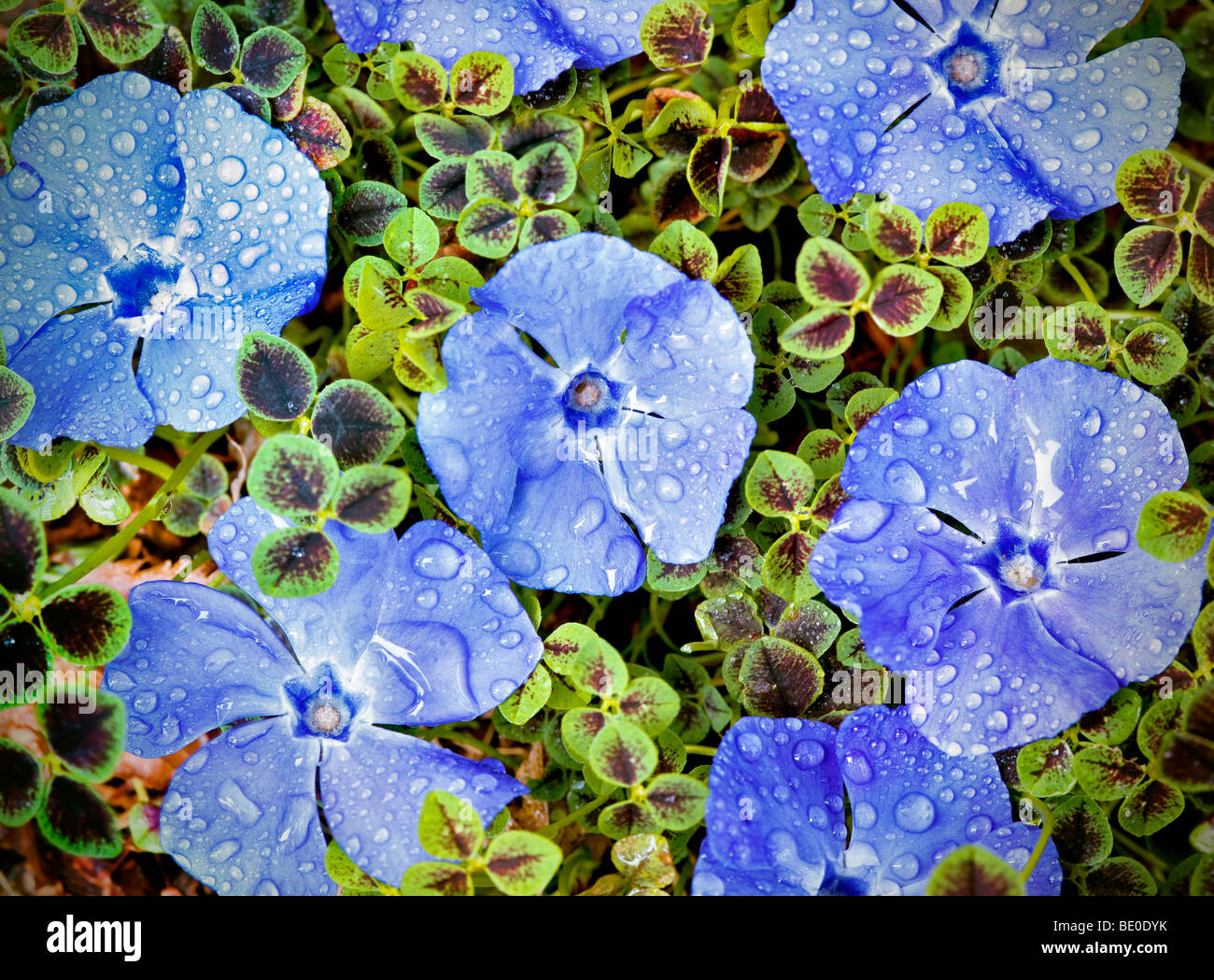 Periwinkle flower hi-res stock photography and images - Alamy