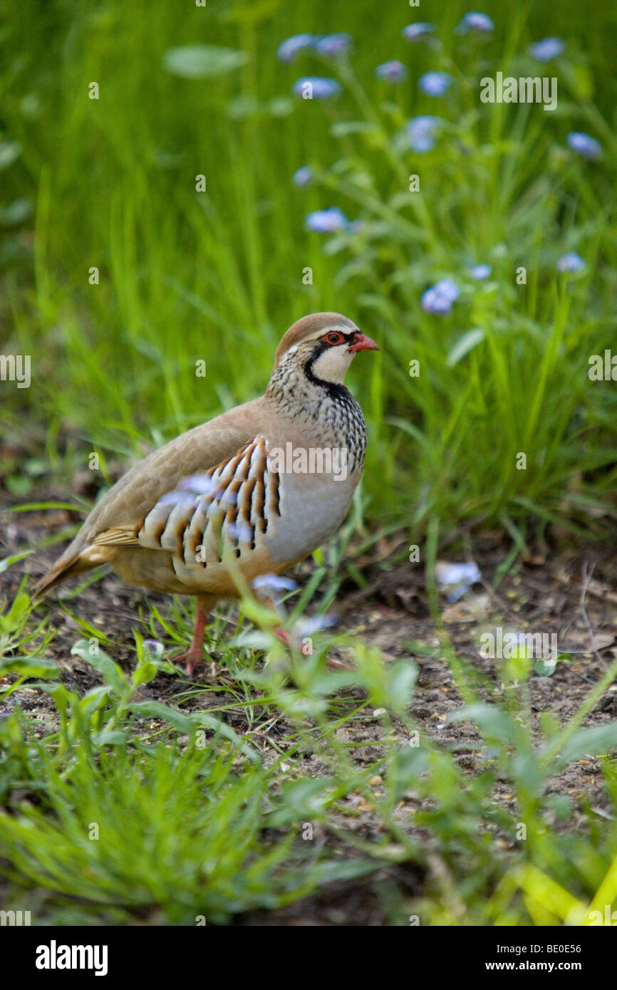 Red-legged French Partridge Alectoris Rufabird Stock Photo - Alamy
