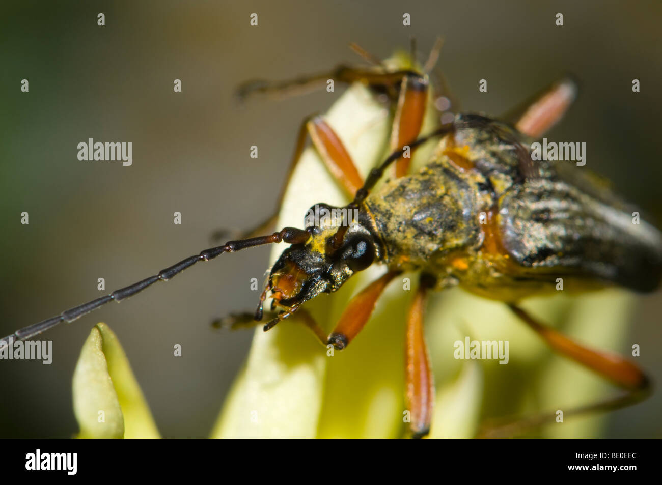 Variable Longhorn Beetle (Stenochorus / Stenocorus meridianus Stock ...