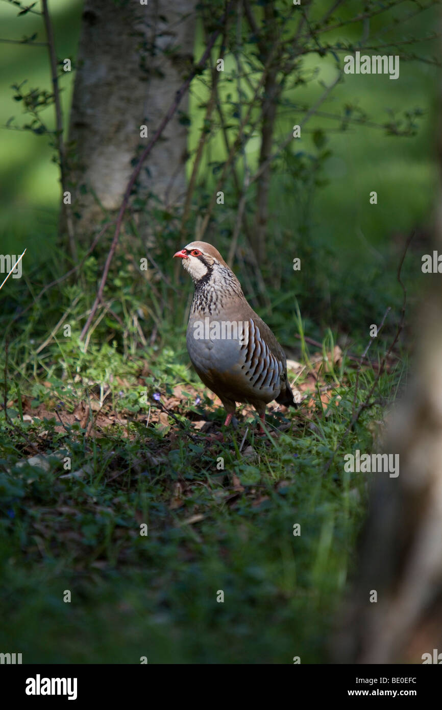 Red legged partridge flight hi-res stock photography and images - Alamy