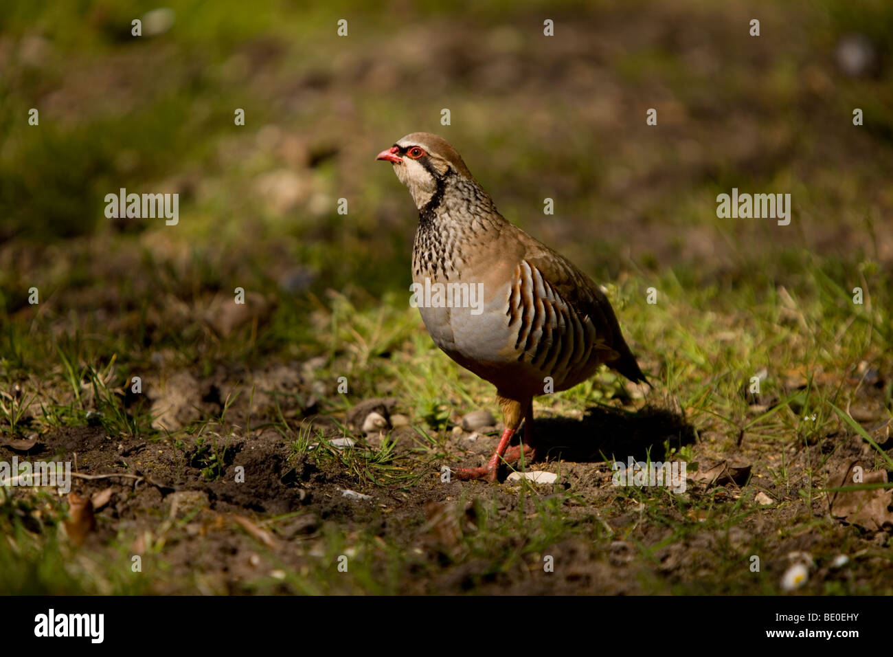 Red-legged French Partridge Alectoris Rufabird Stock Photo - Alamy