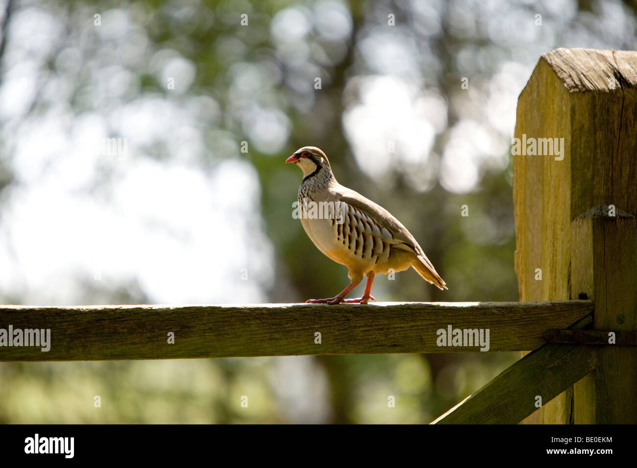 French partridge hi-res stock photography and images - Alamy
