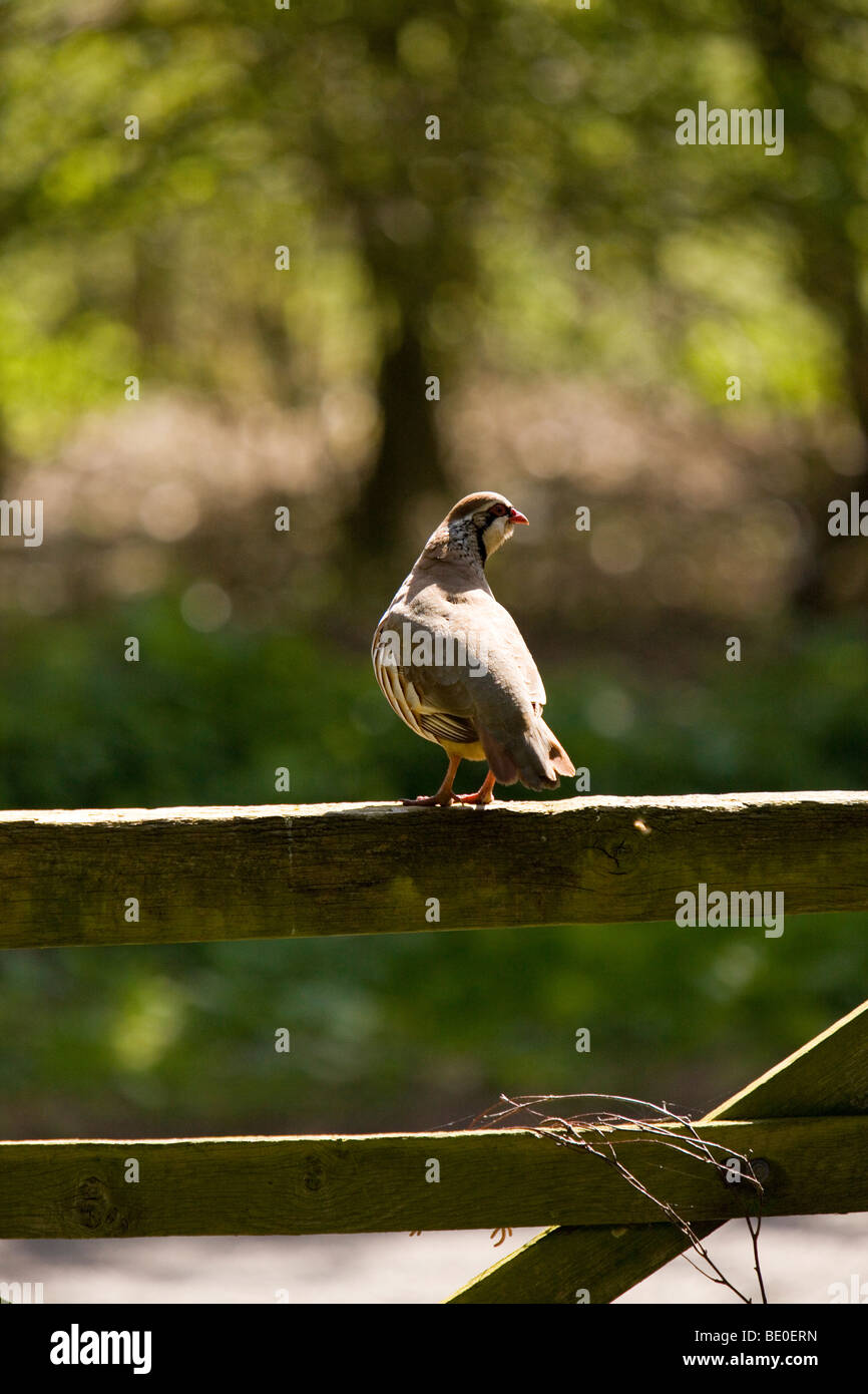 Red-legged French Partridge Alectoris Rufabird Stock Photo - Alamy
