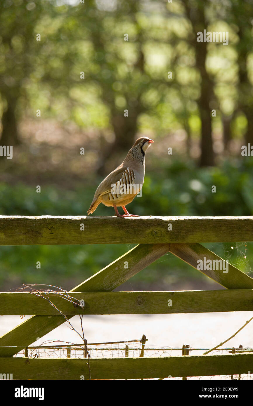 Red partridge hi-res stock photography and images - Alamy
