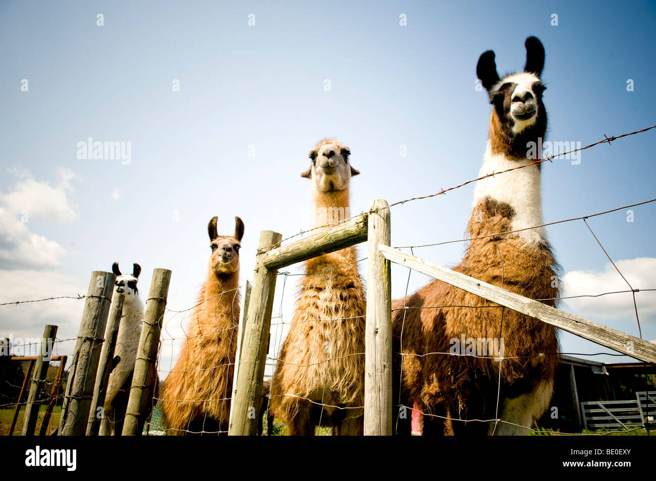 Four Llamas High Resolution Stock Photography and Images - Alamy