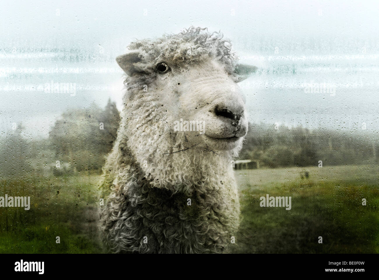 One sheep hi-res stock photography and images - Alamy