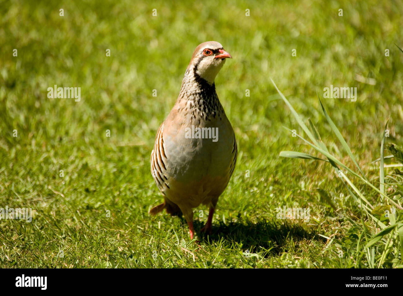 French Partridge Stock Photos & French Partridge Stock Images - Alamy