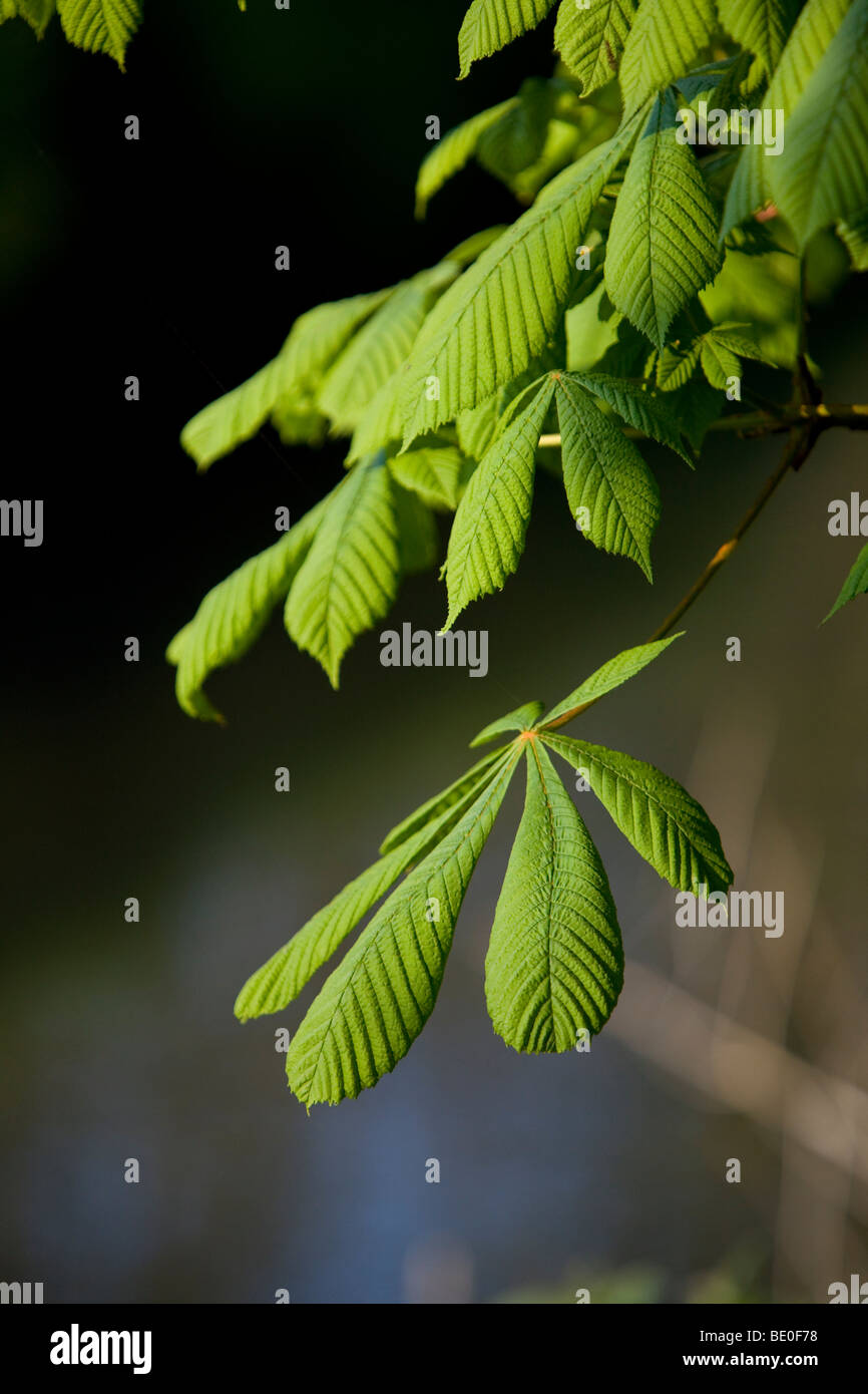 Horse chestnut leaf high contrast Stock Photo - Alamy
