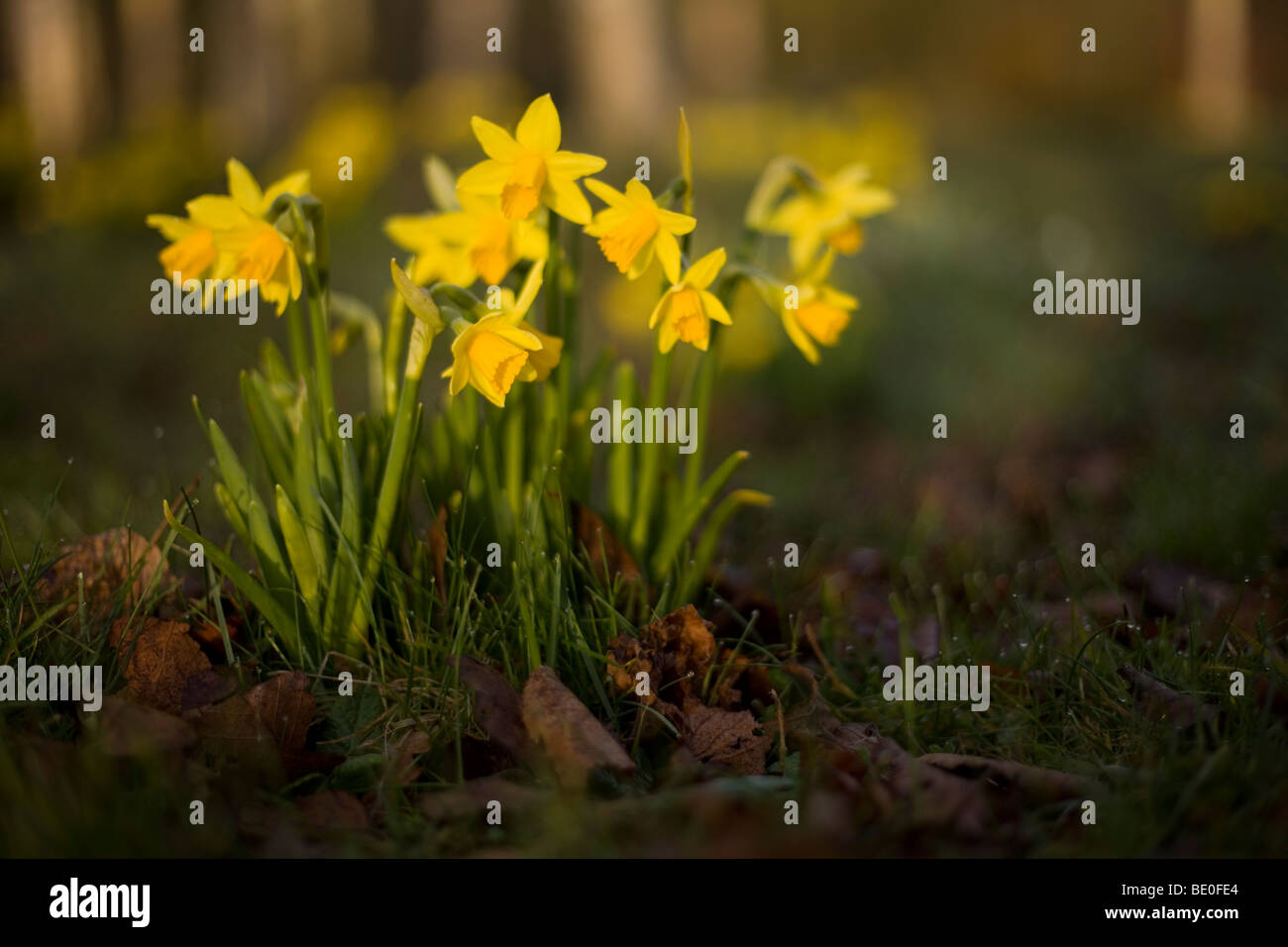 Daffodil in Spring Stock Photo - Alamy