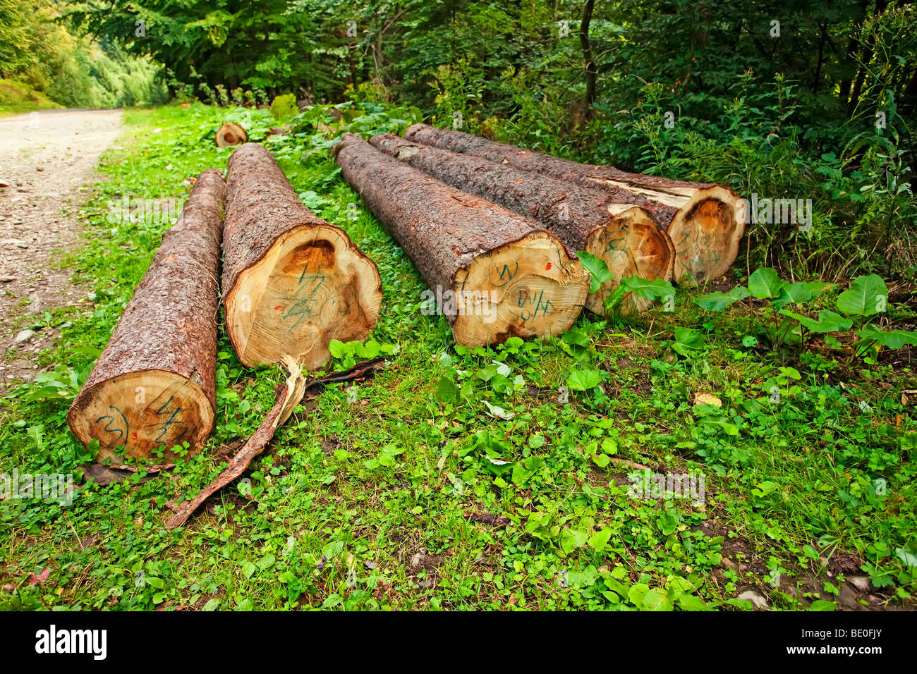 Pile of logged trees with forest in background Stock Photo - Alamy