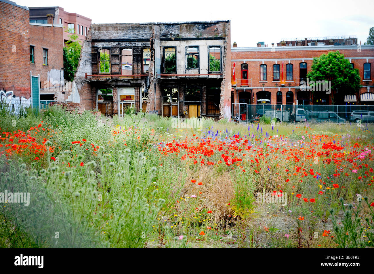 Overgrown field of wildflowers in urban setting Stock Photo - Alamy