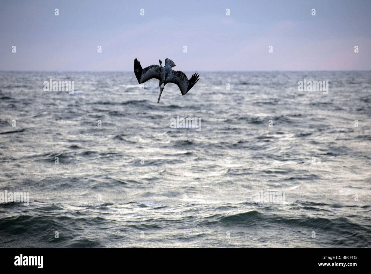 Brown pelican diving Stock Photo - Alamy