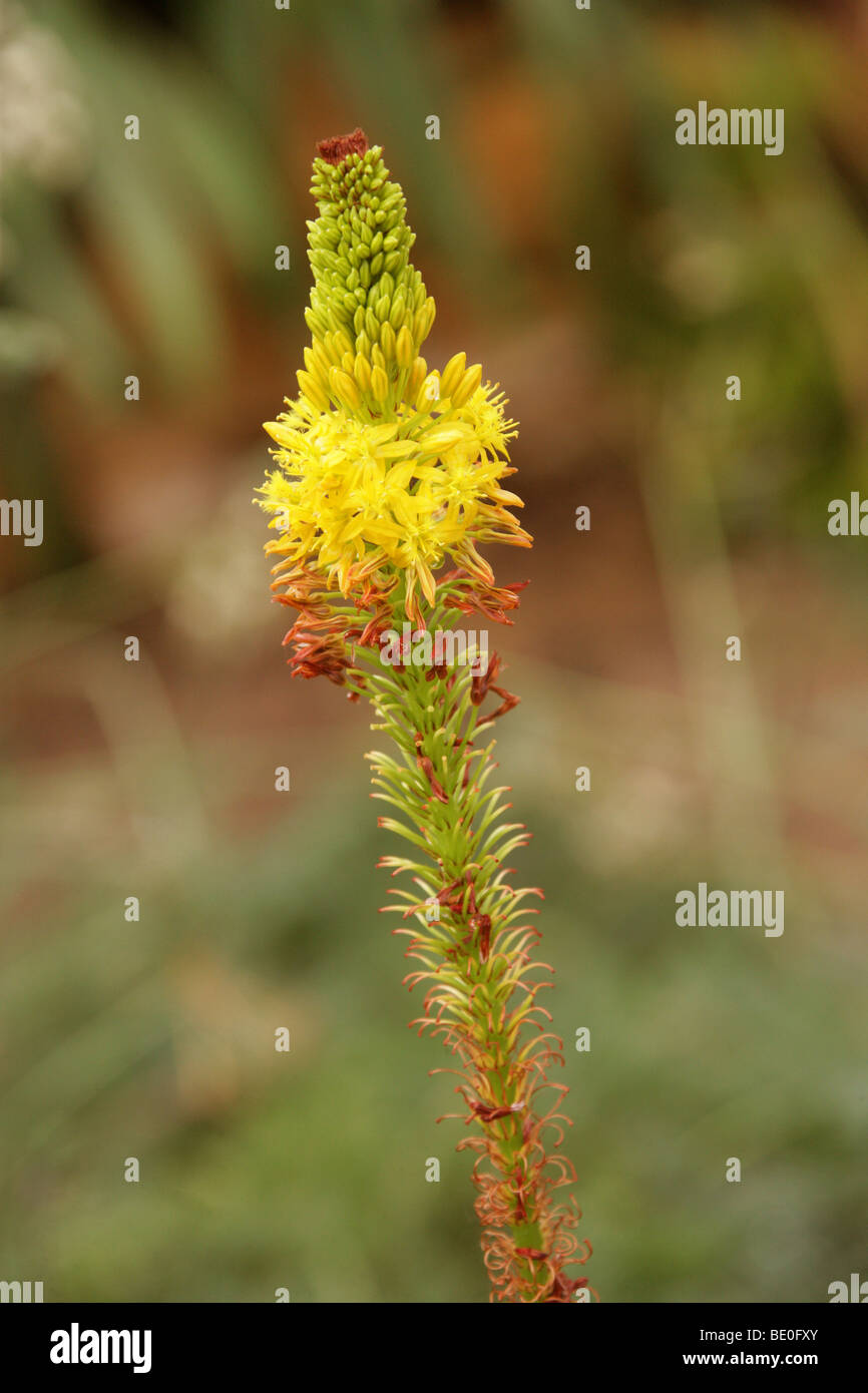Yellow Cats Tail aka Red Bulbinella, Bulbinella latifolia var latifolia ...