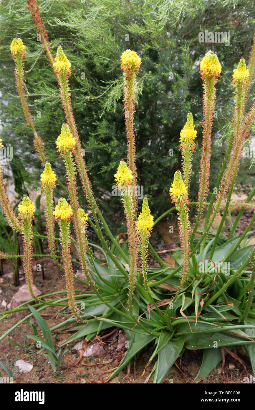 Bulbinella latifolia hi-res stock photography and images - Alamy