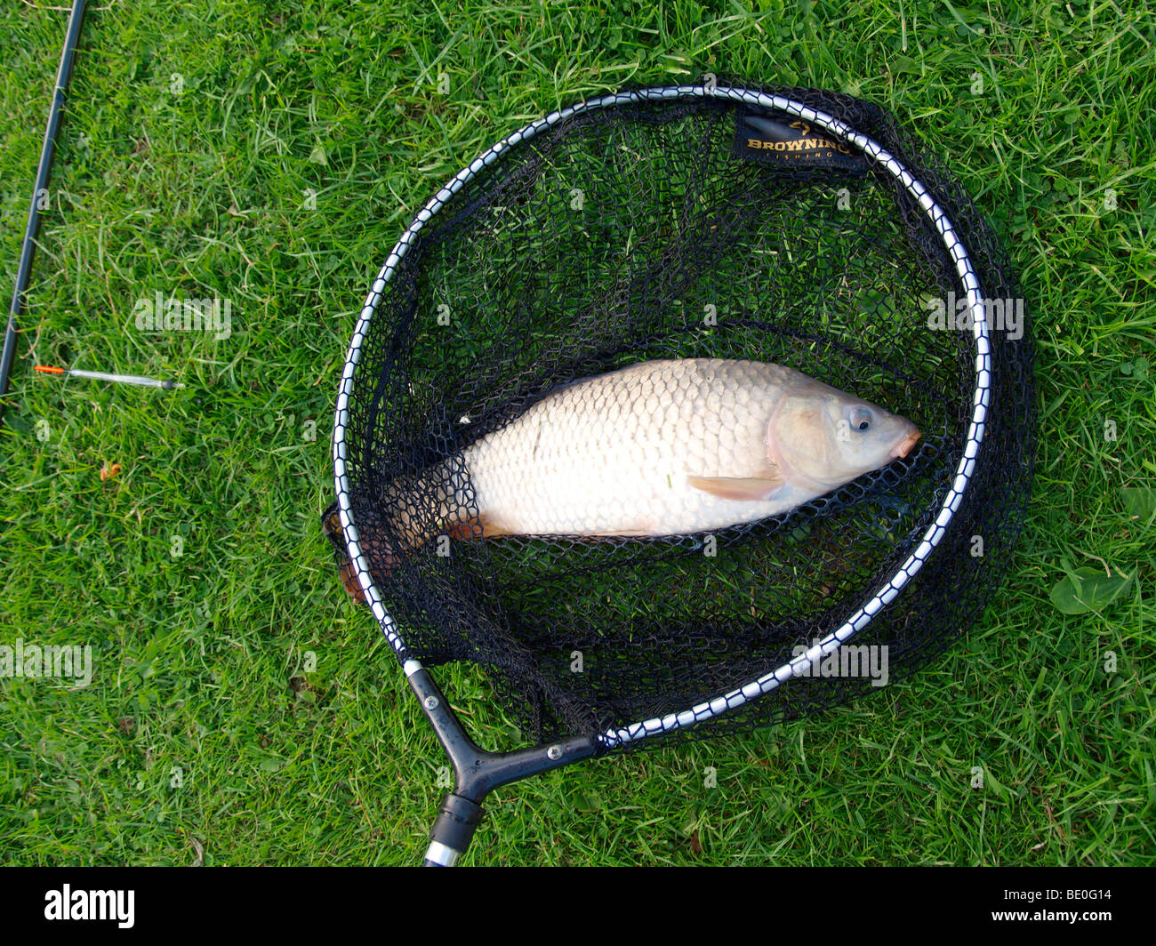 Carp fish caught in net hi-res stock photography and images - Alamy