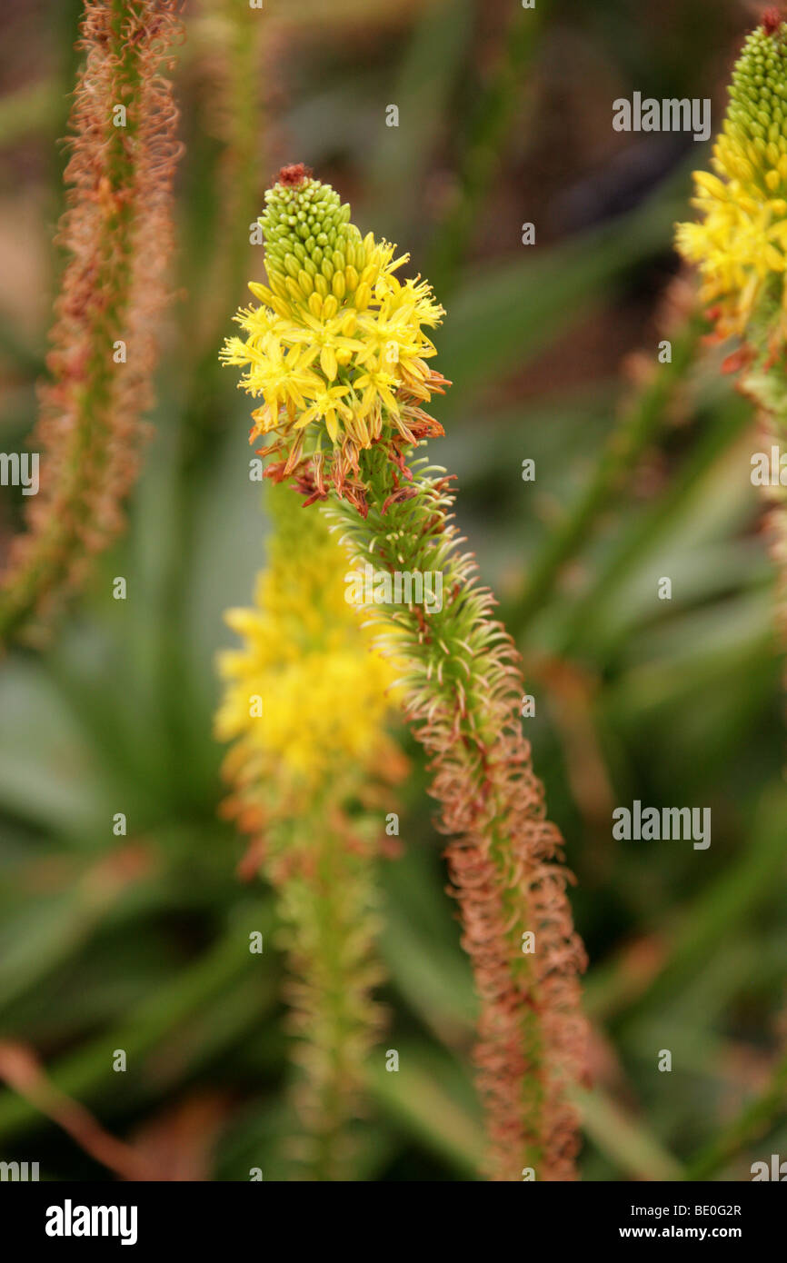 Bulbinella High Resolution Stock Photography and Images - Alamy