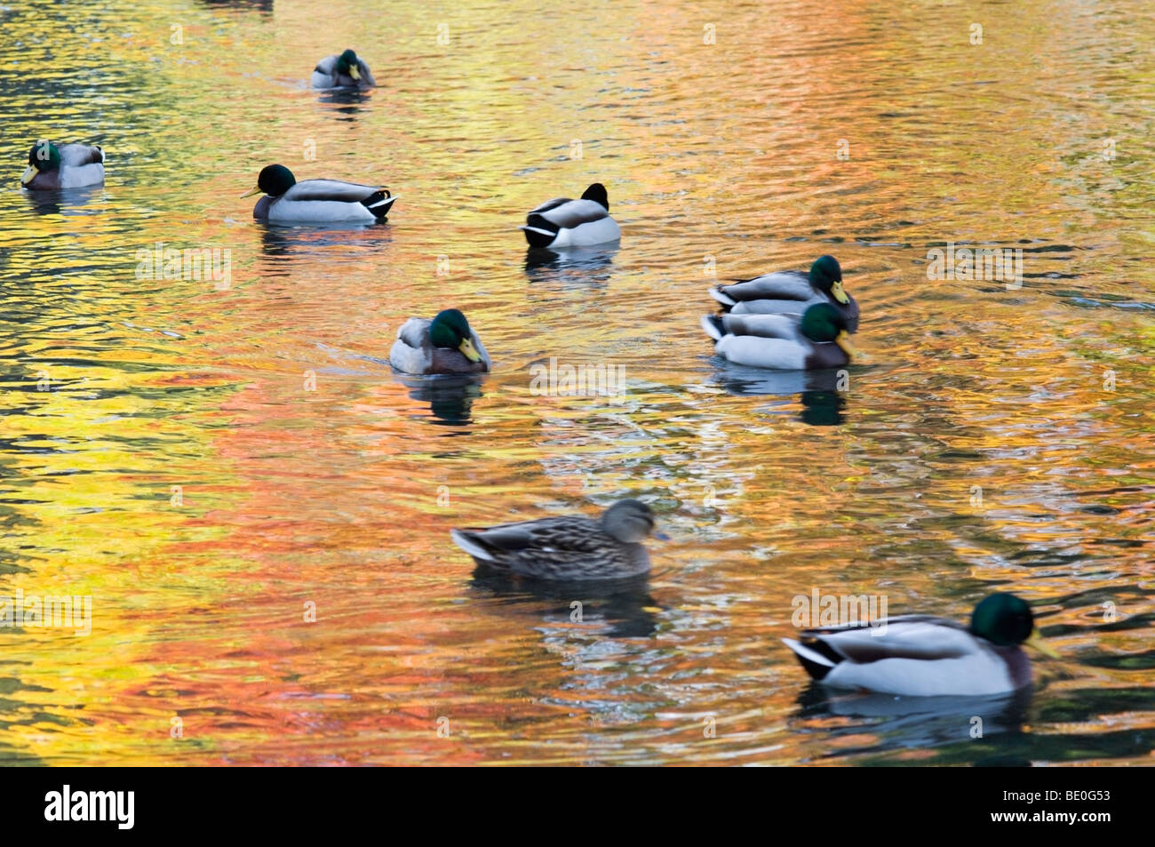 Mallards, Crystal Springs Lake, Crystal Springs Rhododendron Garden ...
