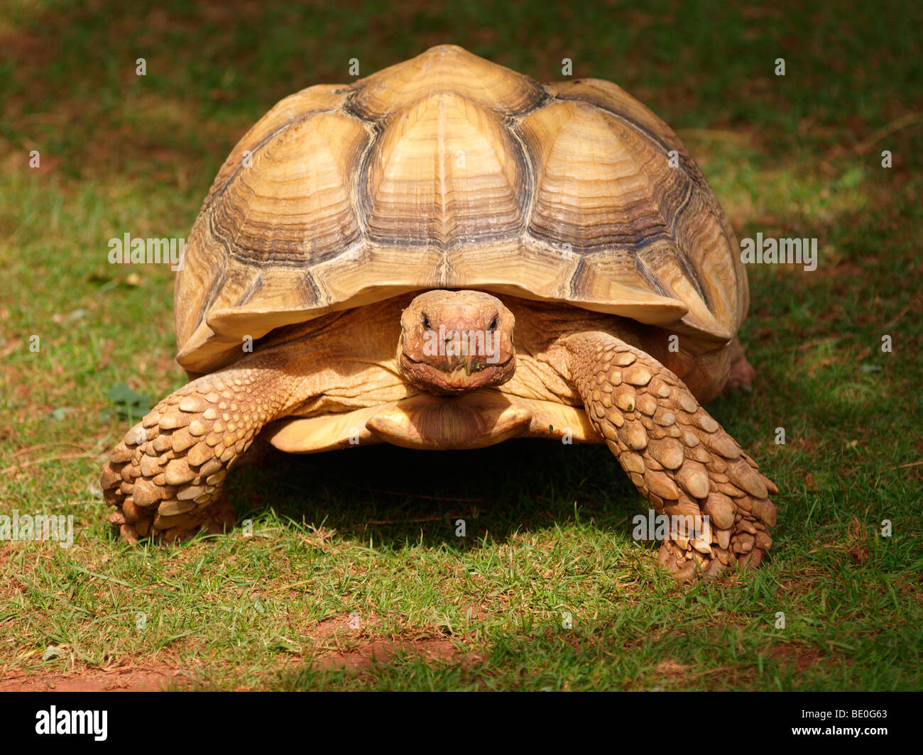 African Spurred Tortoise, Geotime chelone sulcata Stock Photo - Alamy