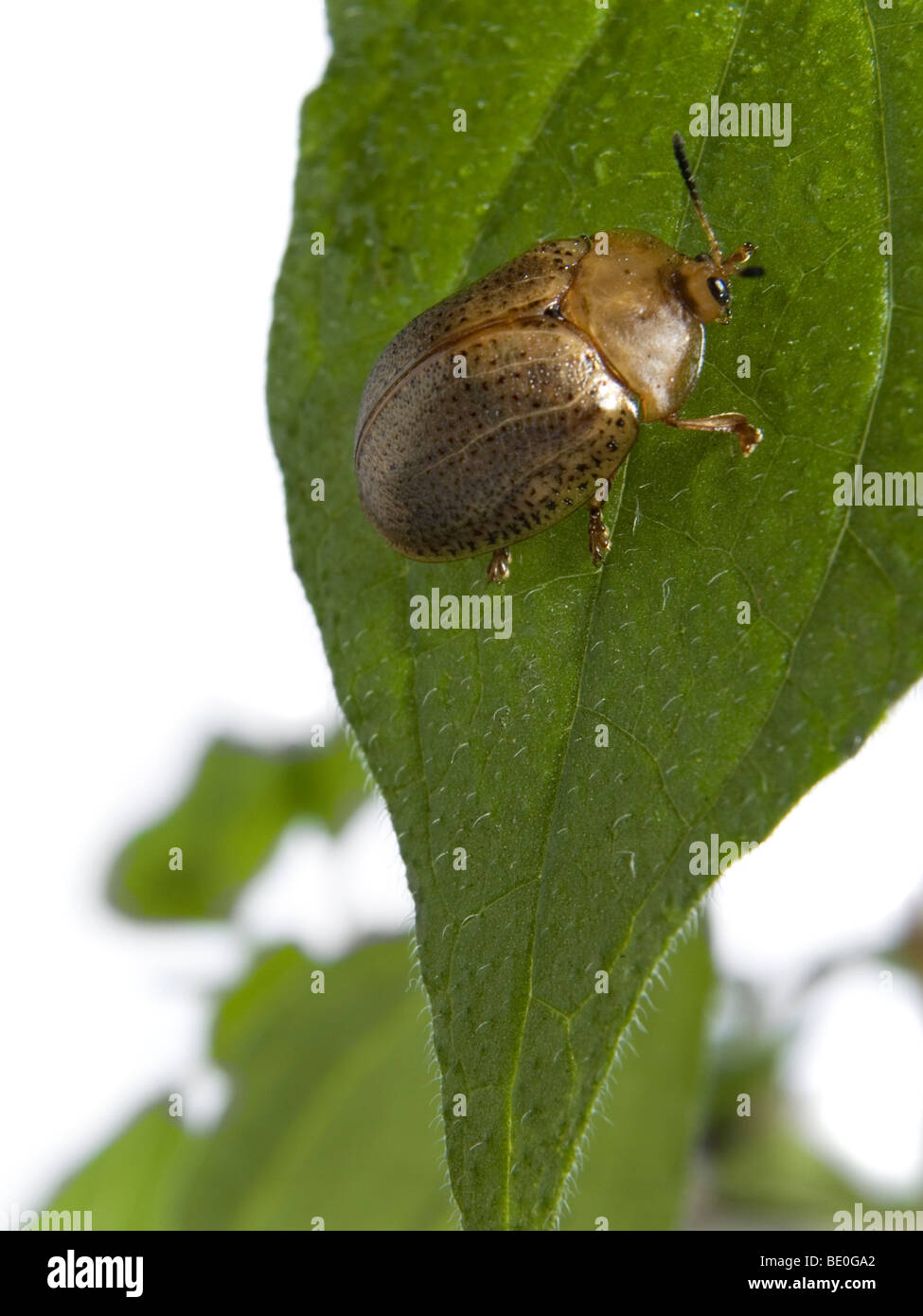 Beetle walking on wet plant hi-res stock photography and images - Alamy