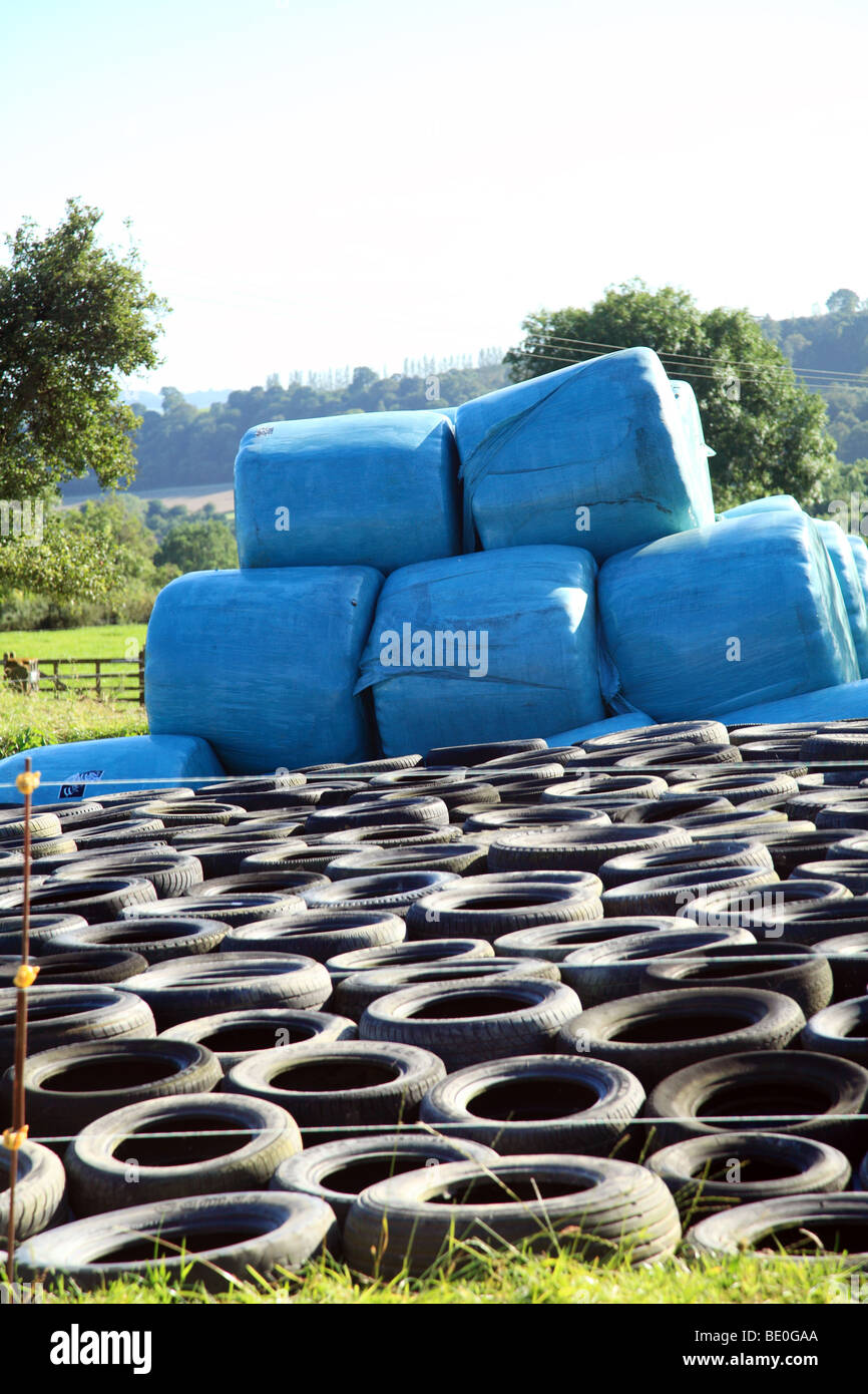 Silage bales wrapped in plastic with old tyres weighing down the silage ...