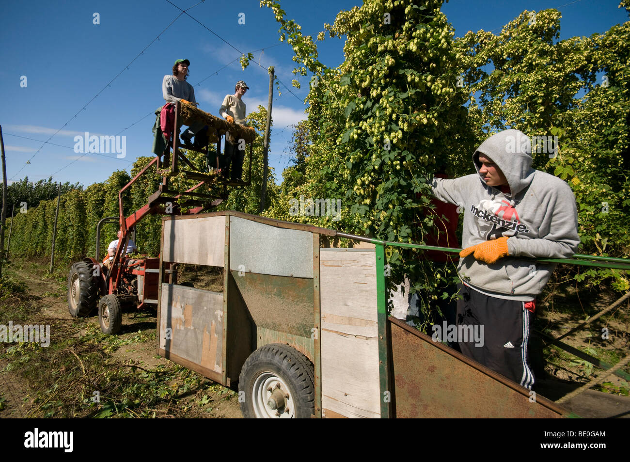 harvesting cut of hops in Kent Hop Garden Stock Photo - Alamy