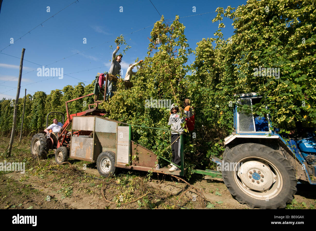 harvesting cut of hops in Kent Hop Garden Stock Photo - Alamy