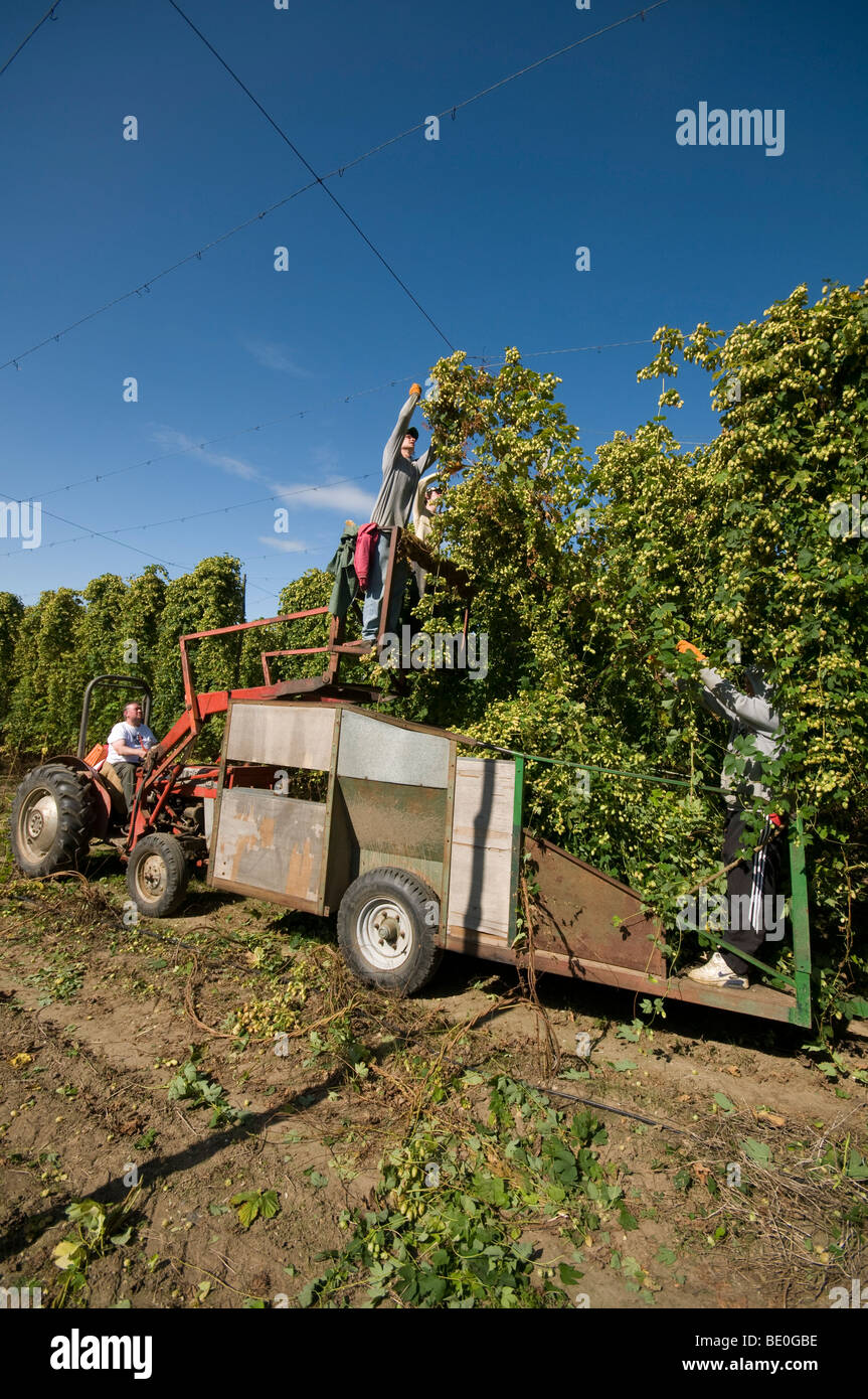 harvesting cut of hops in Kent Hop Garden Stock Photo - Alamy