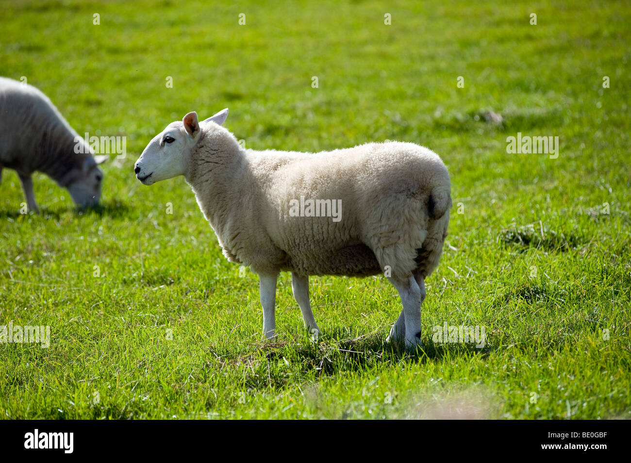 Sheep in field Stock Photo - Alamy